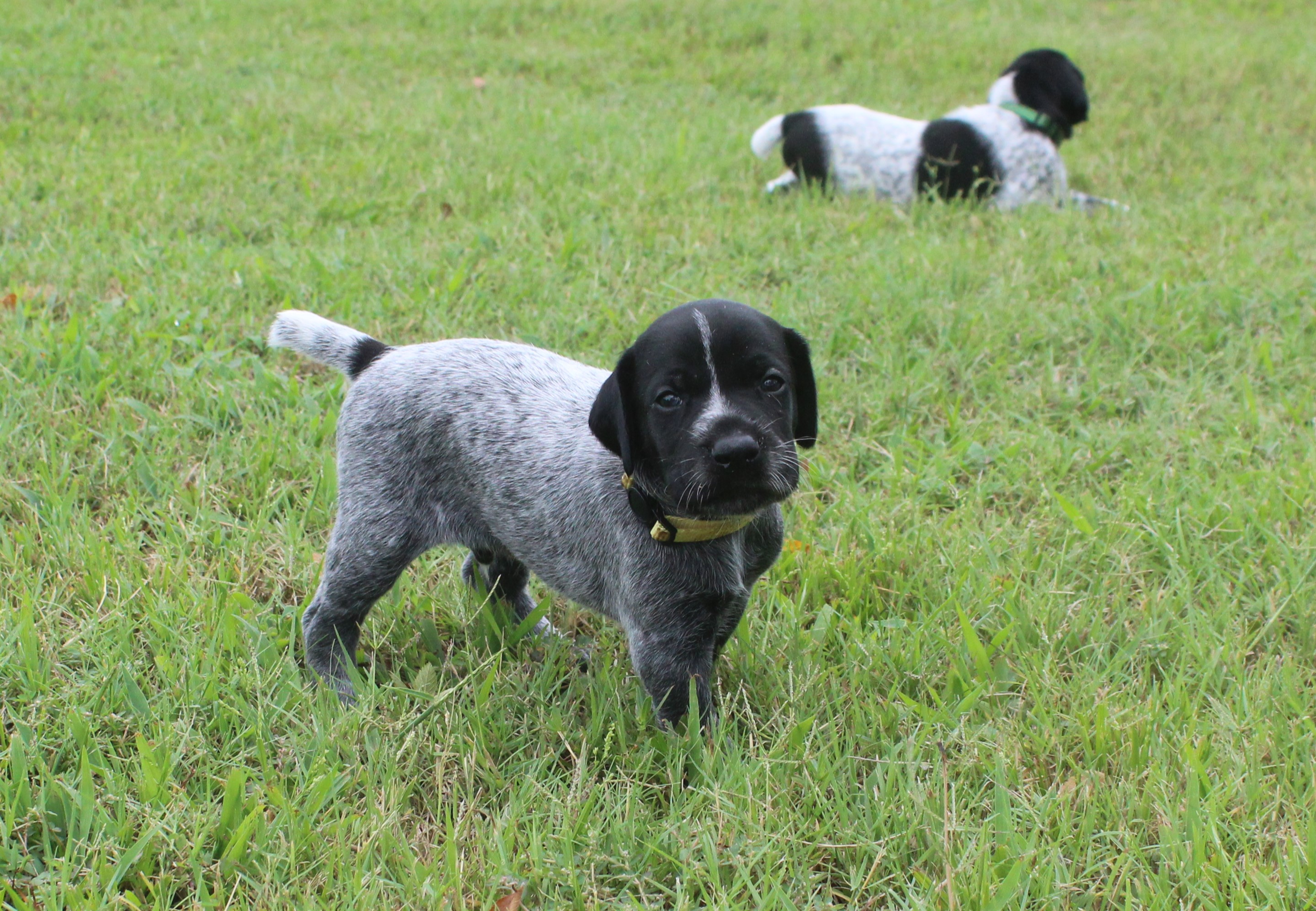 Available Puppies – Foothills German Shorthaired Pointers